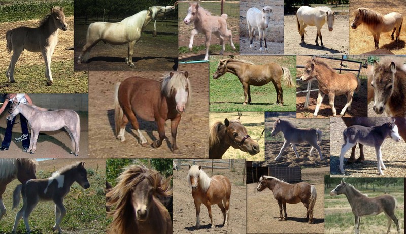Wesco Farms Miniature Horses | Horse Conformation Info | Equine Coat Colors